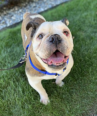 Lynnwood, WA - English Bulldog. Meet Bernie a Pet for Adoption ...