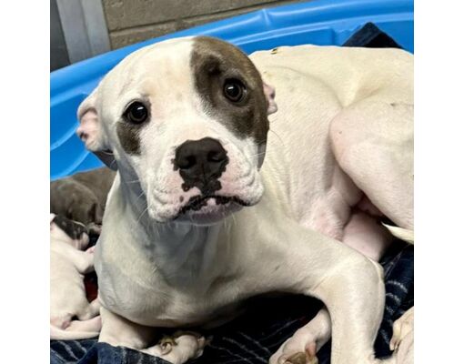 Kanab, UT - American Pit Bull Terrier/Mixed Breed (Medium). Meet ...