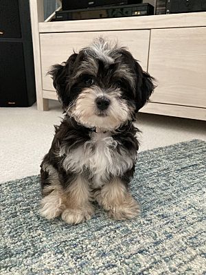 Lorain, OH - Havanese/Poodle (Miniature). Meet Sadie a Pet for Adoption ...