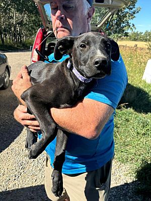 Airdrie, AB - American Pit Bull Terrier/Bernese Mountain Dog. Meet Nero ...