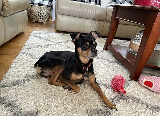 Itasca, IL - Miniature Pinscher/Pug. Meet Kaiser a Pet for Adoption ...