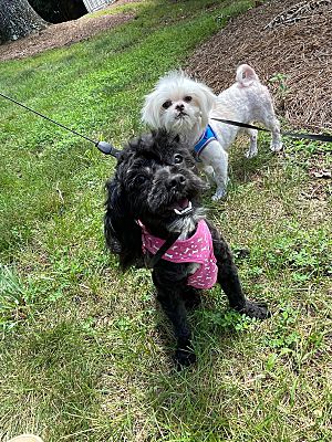 Durham, NC - Maltese. Meet CLYDE a Pet for Adoption - AdoptaPet.com