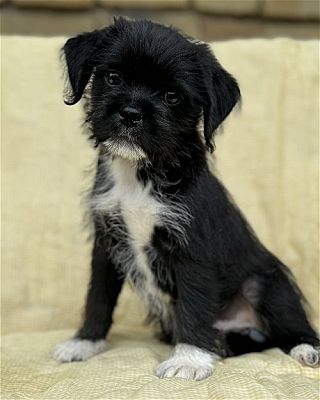 San Antonio, TX - Cocker Spaniel/Pug. Meet Galan a Pet for Adoption ...