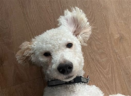 Toronto, ON - Poodle (Miniature)/Golden Retriever. Meet Kenobi a Pet ...