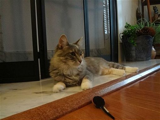 Jamestown, TN - Maine Coon. Meet GA - Polly (MCR) a Pet for Adoption ...