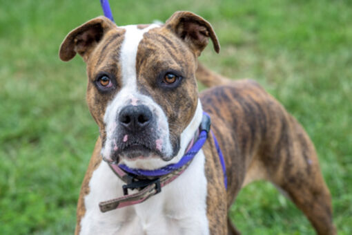 Terre Haute, IN - Boxer/Terrier (Unknown Type, Small). Meet Annie a Pet ...