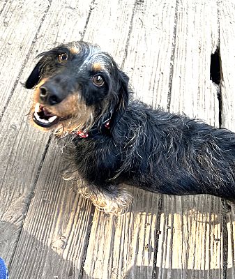 Plainfield, CT - Dachshund. Meet Lainey a Pet for Adoption - AdoptaPet.com