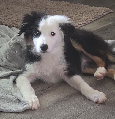 Hamilton, NJ - Border Collie. Meet Wyndi a Pet for Adoption - AdoptaPet.com