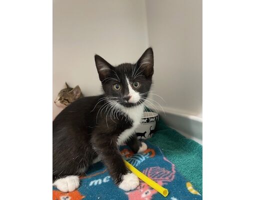 Hayward, WI - Domestic Shorthair/Domestic Mediumhair. Meet Rick a Pet ...