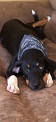 Newport, TN - Husky/Bluetick Coonhound. Meet Dobby a Pet for Adoption ...