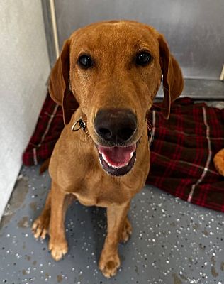 Logan, UT - Labrador Retriever. Meet Starfire a Pet for Adoption ...