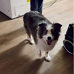 Renton, WA - Australian Shepherd. Meet Orie a Pet for Adoption ...