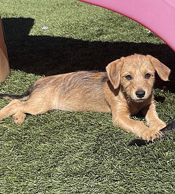 Concord, CA - Yorkie, Yorkshire Terrier/Terrier (Unknown Type, Medium ...