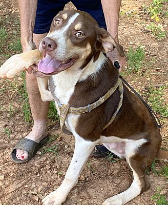 Washington Crossing, PA - Foxhound/German Shepherd Dog. Meet Coco a Pet ...