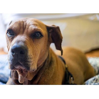 Boston, MA - Bullmastiff. Meet Bailey a Pet for Adoption - AdoptaPet.com