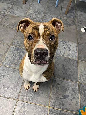 Niagara Falls, ON - Boxer. Meet Luke a Pet for Adoption - AdoptaPet.com