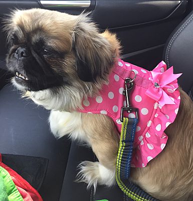 Virginia Beach, VA - Pekingese. Meet Luna a Pet for Adoption ...