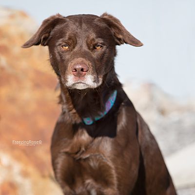 Gatineau, QC - Labrador Retriever. Meet PupPup a Pet for Adoption ...
