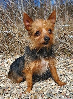 Lake City, MI - Yorkie, Yorkshire Terrier. Meet Cookie (5698) a Pet for ...