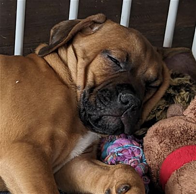 Crystal, MN - Boxer/American Bulldog. Meet Lyon a Pet for Adoption ...