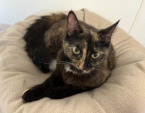 Harrison, NY - Domestic Shorthair. Meet Zoe a Pet for Adoption ...