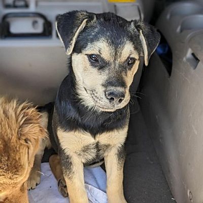 Marana, AZ - German Shepherd Dog. Meet Elsa a Pet for Adoption ...