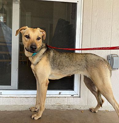 San Diego, CA - German Shepherd Dog/Mixed Breed (Medium). Meet Donya a ...