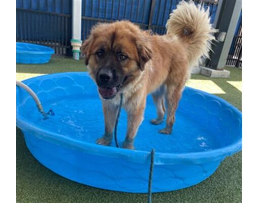 Waco, TX - Chow Chow/Mastiff. Meet KELDARION a Pet for Adoption ...