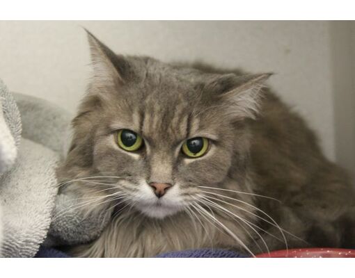 Tucson, AZ - Norwegian Forest Cat. Meet GRIMMIE a Pet for Adoption ...