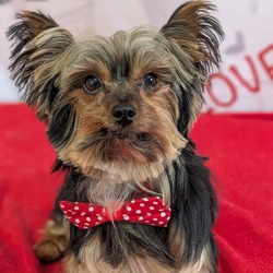 Sturgis, MI - Yorkie, Yorkshire Terrier. Meet Mr. Grinch a Pet for ...