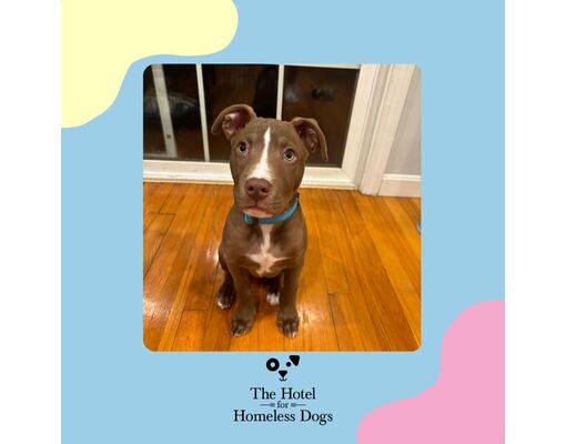 Cumberland, RI - American Staffordshire Terrier/Mixed Breed (Medium ...
