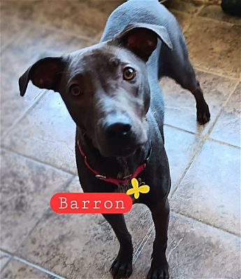 San Diego, CA - Xoloitzcuintle/Mexican Hairless/Labrador Retriever ...