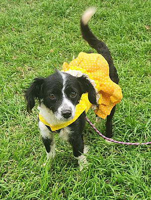 Fallbrook, CA - Cocker Spaniel/Papillon. Meet Conny a Pet for Adoption ...