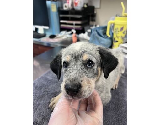 Springfield, MO - Australian Cattle Dog/Mixed Breed (Medium). Meet July ...