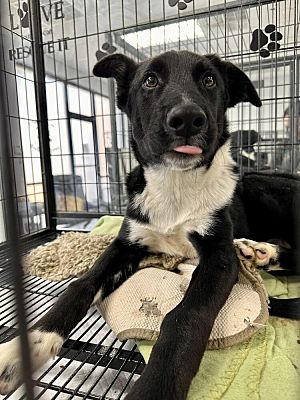 Phoenix, AZ - Shepherd (Unknown Type). Meet Bailey a Pet for Adoption ...