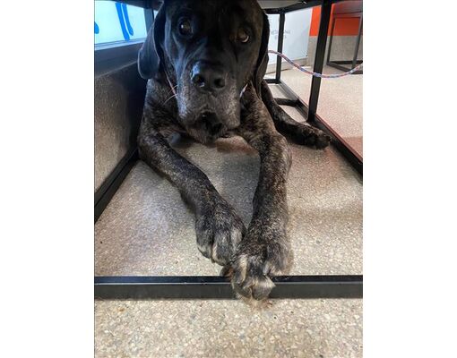Louisville, KY - Cane Corso. Meet JOBETH a Pet for Adoption - AdoptaPet.com