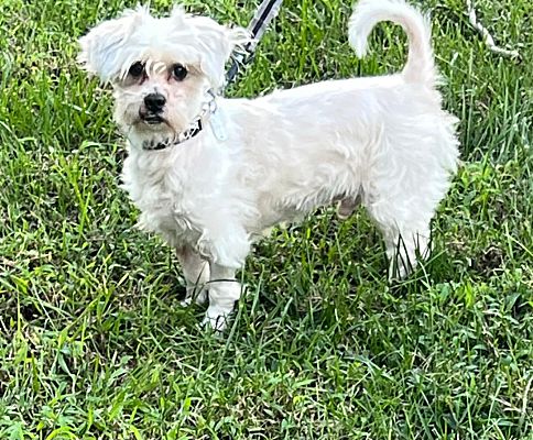 Raleigh, NC - Maltese/Shih Tzu. Meet RONNIE a Pet for Adoption ...