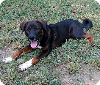 New Fairfield, CT - Labrador Retriever. Meet Tucker a Pet for Adoption.