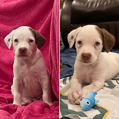 Chippewa Falls, WI - Beagle/Mixed Breed (Medium). Meet Huck a Pet for ...