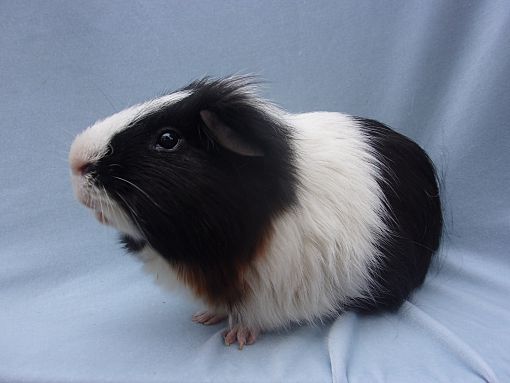 Santa Barbara, CA - Guinea Pig. Meet Panda a Pet for Adoption ...