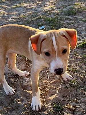 Alexandria, VA - Rat Terrier/Labrador Retriever. Meet TOOTSIE a Pet for ...