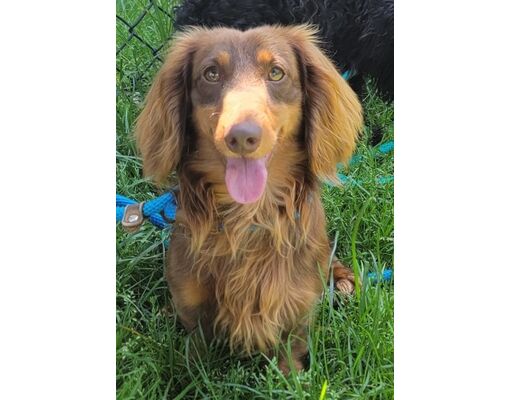 Newington, CT - Miniature Dachshund/Mixed Breed (Medium). Meet Hank a ...