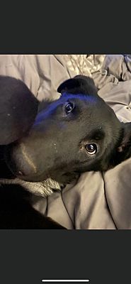 Sanger, TX - Great Pyrenees/German Shepherd Dog. Meet Ebony a Pet for ...