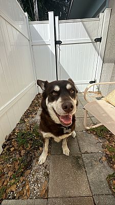 Memphis, TN - Husky/Labrador Retriever. Meet Juno a Pet for Adoption ...