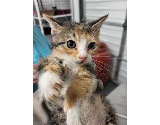 Raleigh, NC - Domestic Shorthair. Meet LOTUS a Pet for Adoption ...