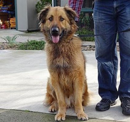 Lathrop, CA - Leonberger/German Shepherd Dog. Meet Bear a Pet for ...