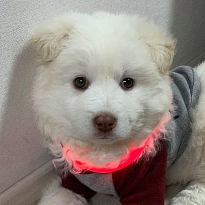 Los Angeles, CA - Jindo/Spitz (Unknown Type, Medium). Meet Francesca a ...