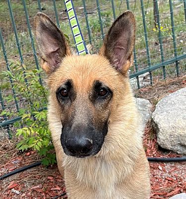 Denver, CO - German Shepherd Dog. Meet Mama Cass a Pet for Adoption ...