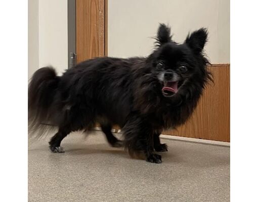 Lynchburg, VA - Pomeranian. Meet Sheila a Pet for Adoption - AdoptaPet.com