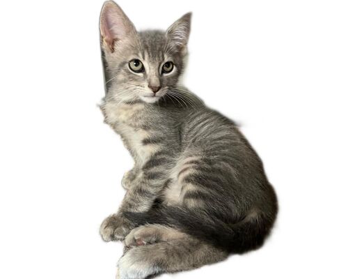 Springfield, IL - Domestic Shorthair. Meet Hail a Pet for Adoption ...